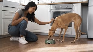 Absolute Pets | Rosebank Mall | Pet Shop